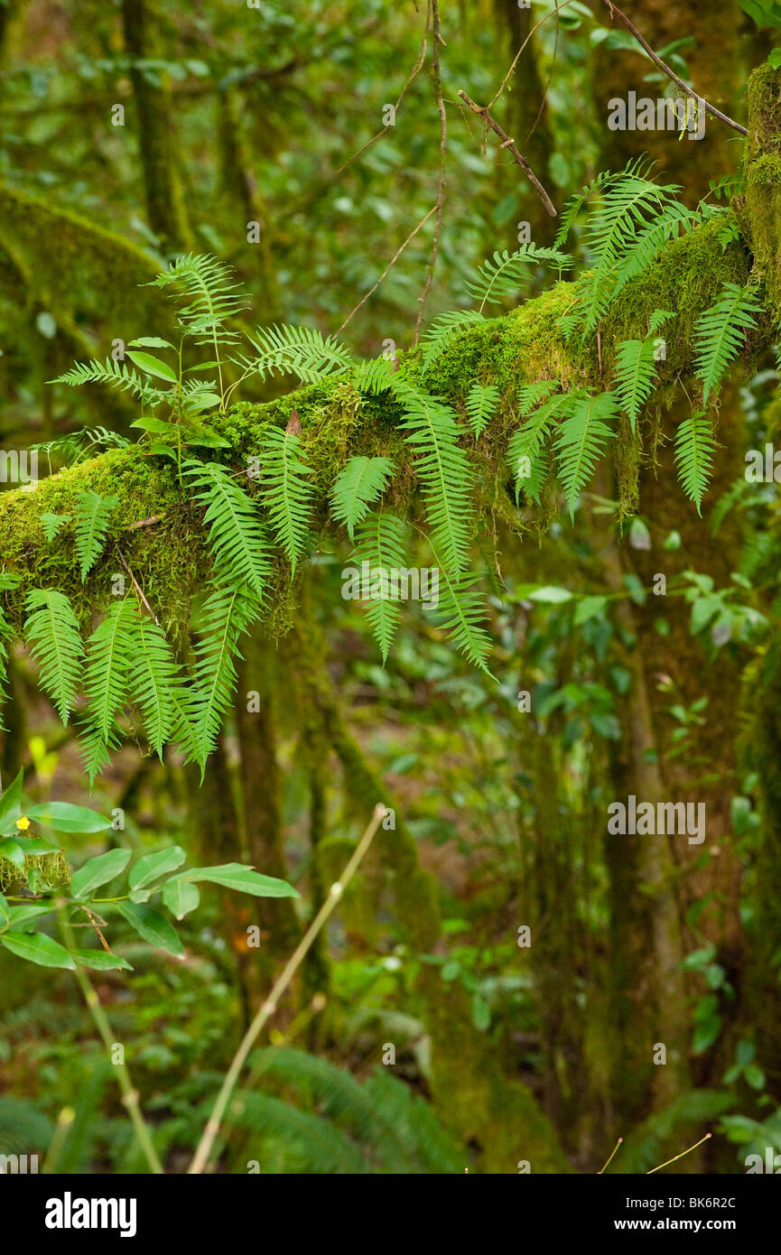 Branch branches fern ferns hi-res stock photography and images - Alamy