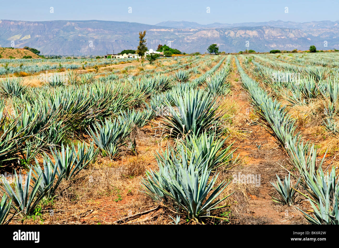 Agave field hi-res stock photography and images - Alamy