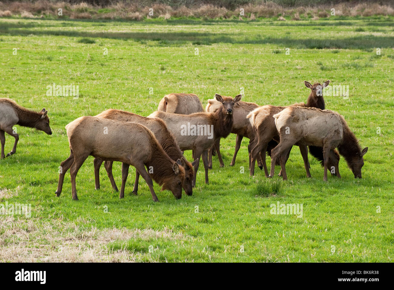Herd of Roosevelt elk grazing in a pasture Stock Photo - Alamy