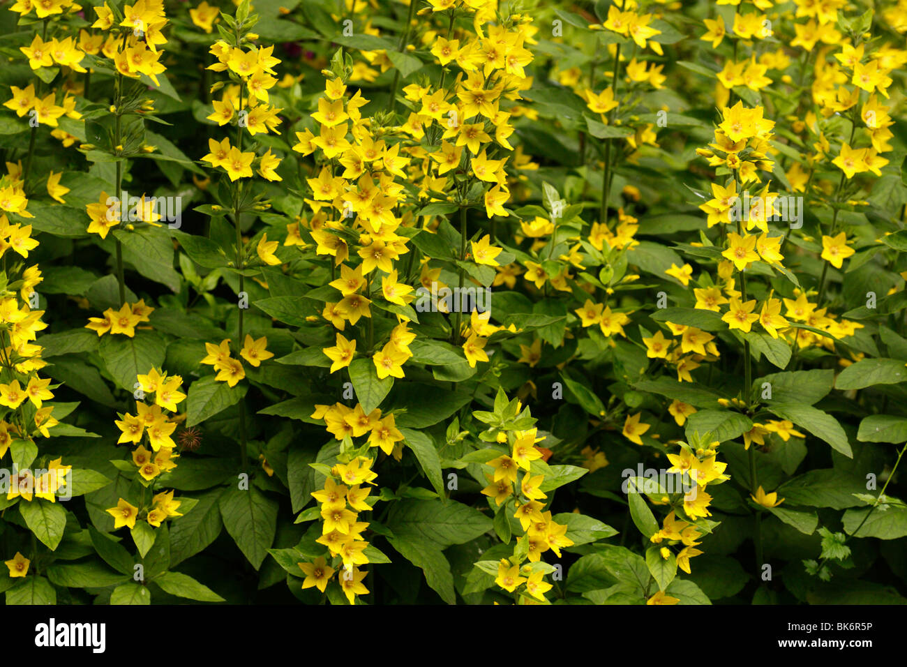 Yellow loosestrife hi-res stock photography and images - Alamy