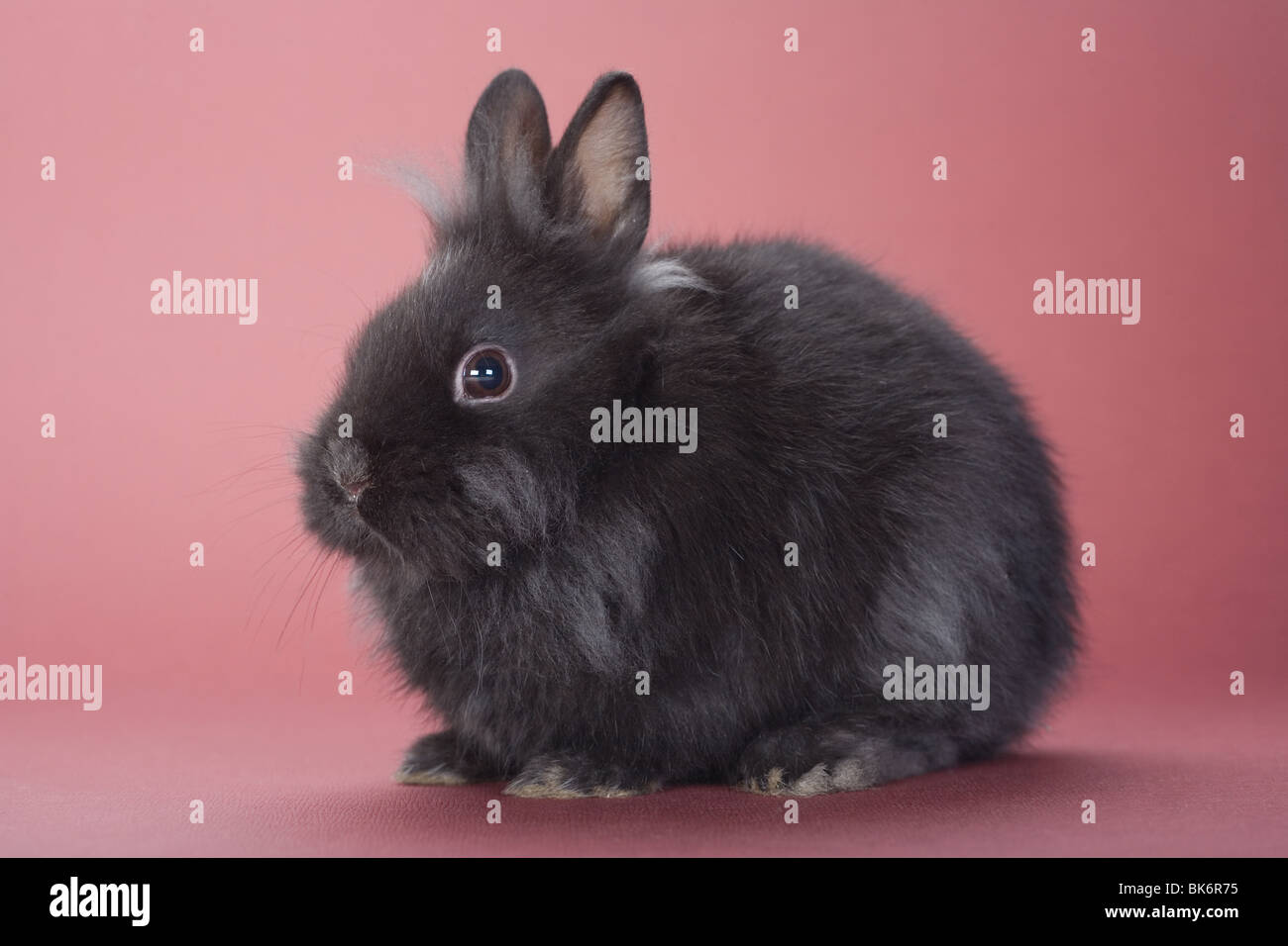 black bunny isolated on brown background Stock Photo - Alamy