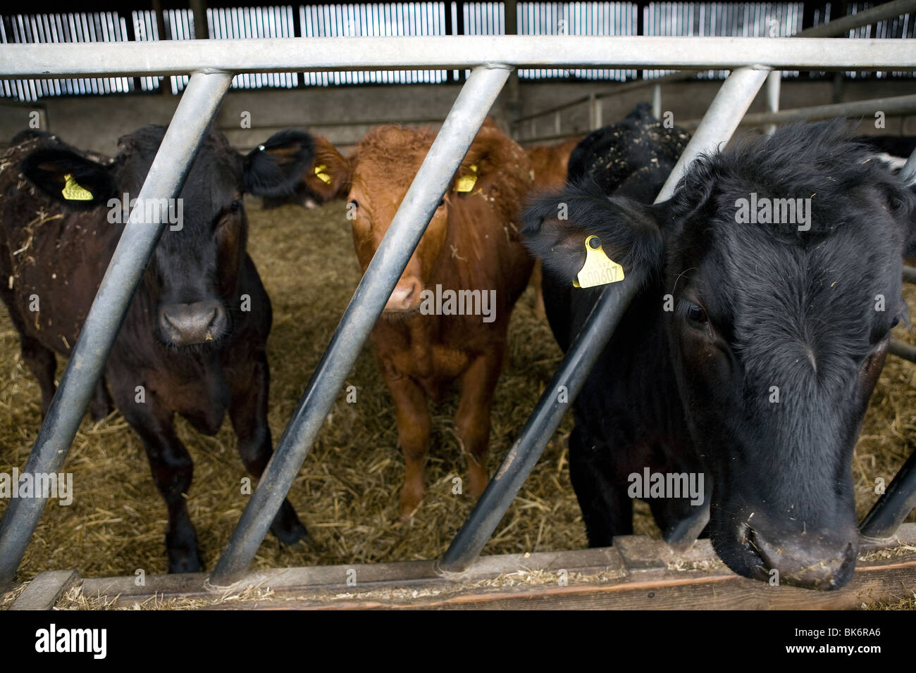 Young cos on a farm Stock Photo - Alamy