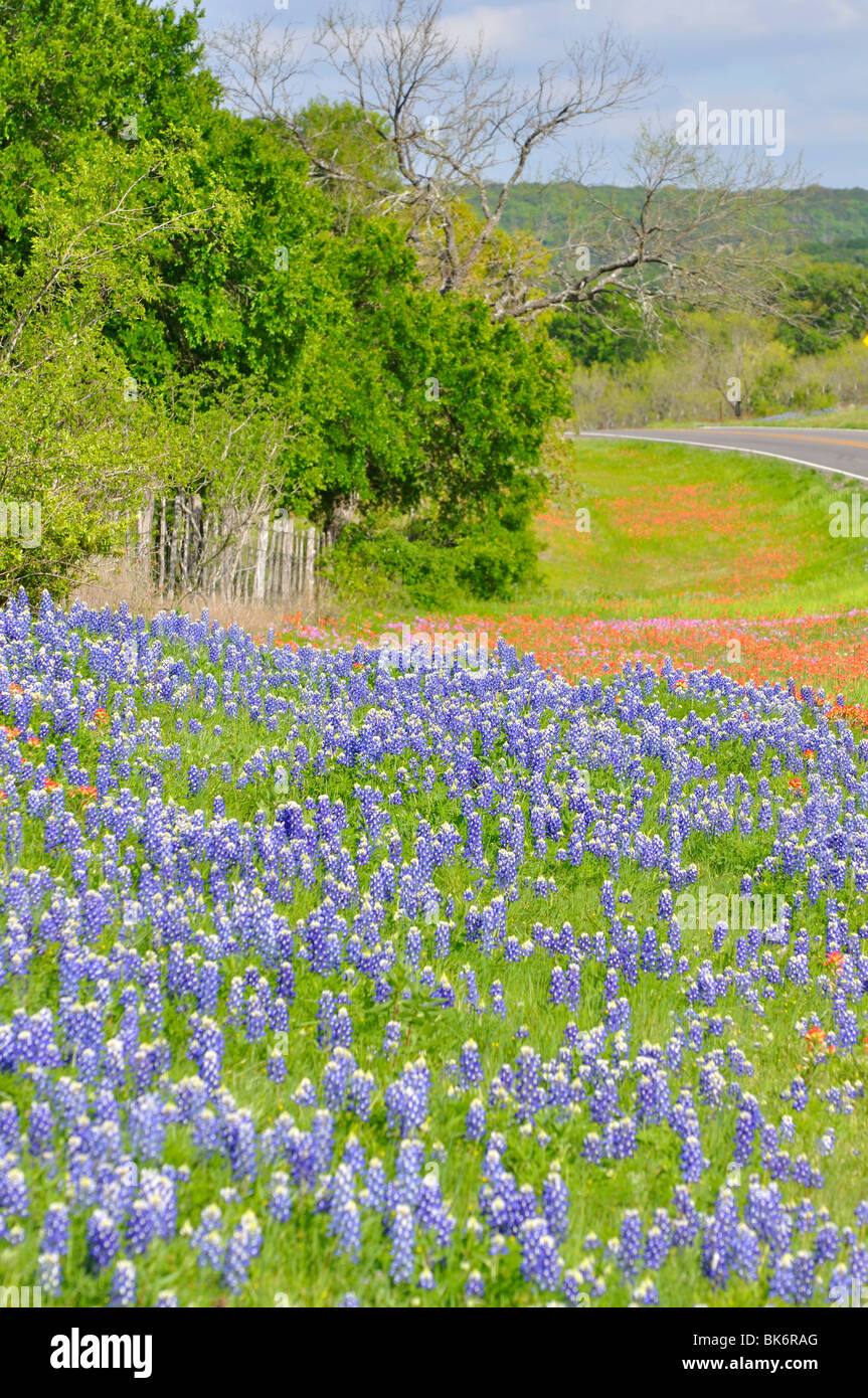 Scenic road and bluebonnets, Texas, USA Stock Photo - Alamy