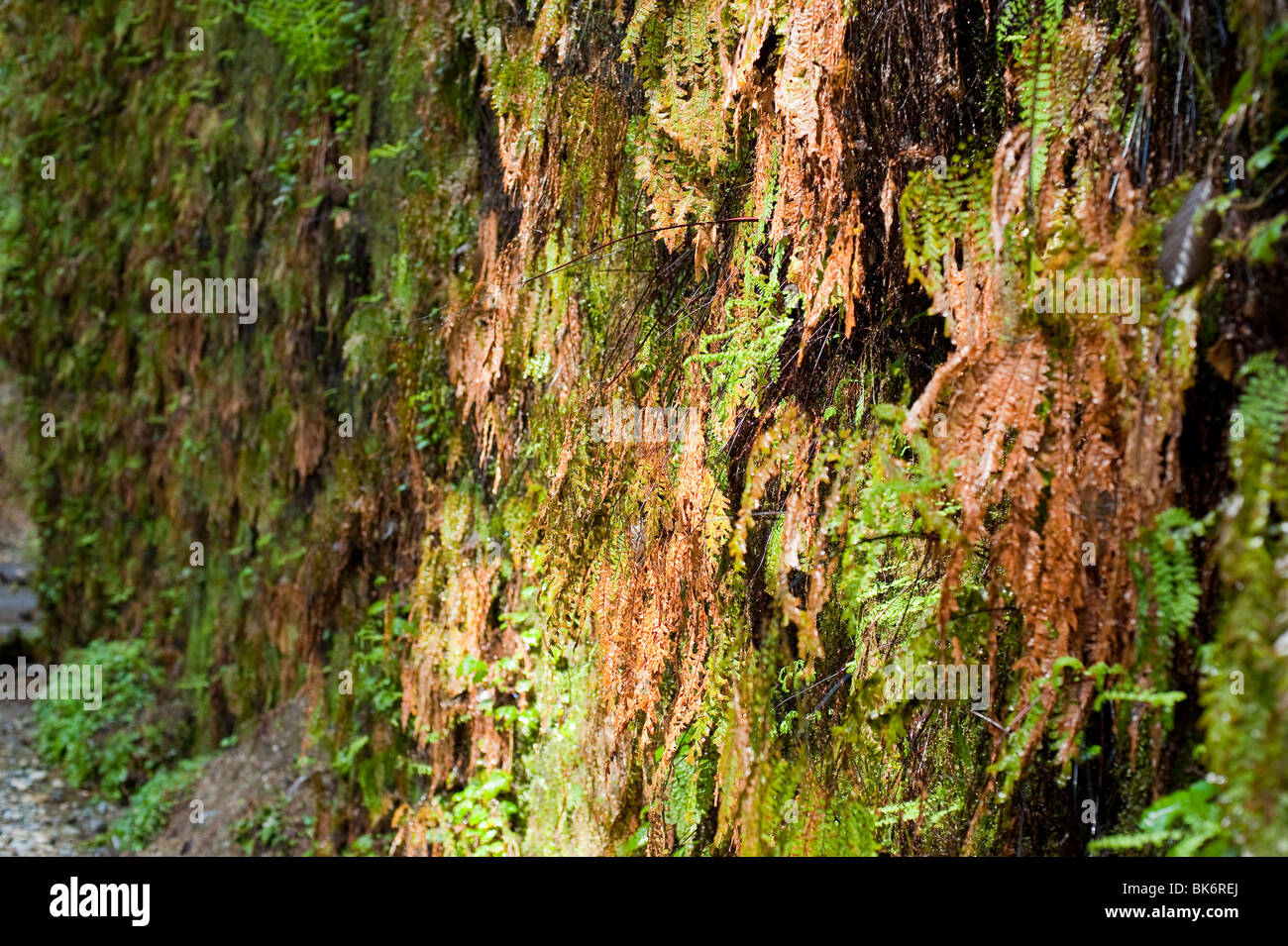 Ferns growing on the wall along the Fern Trail in Oregon Stock Photo ...