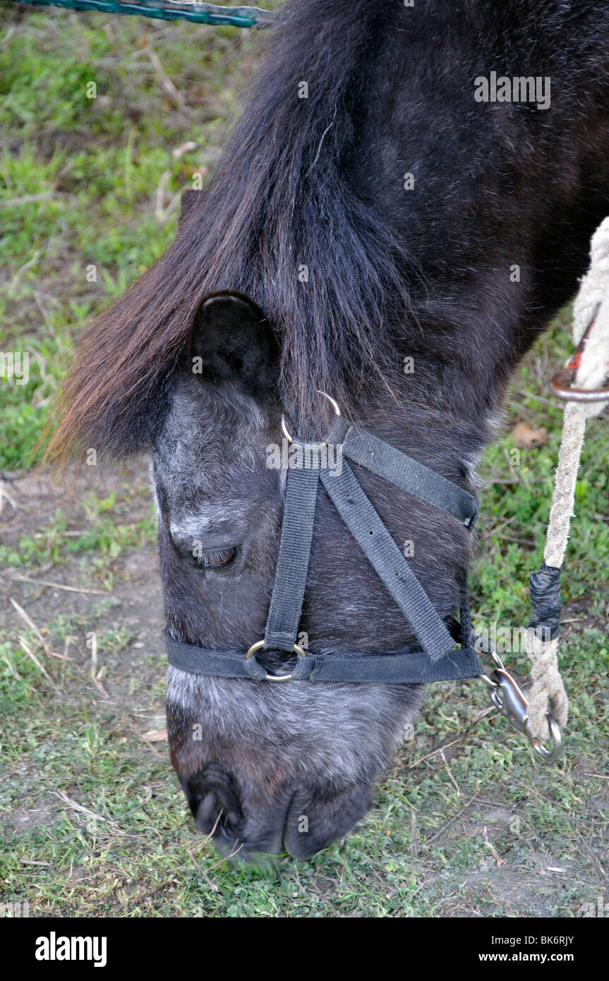 Miniature ponies pony horse hi-res stock photography and images - Alamy