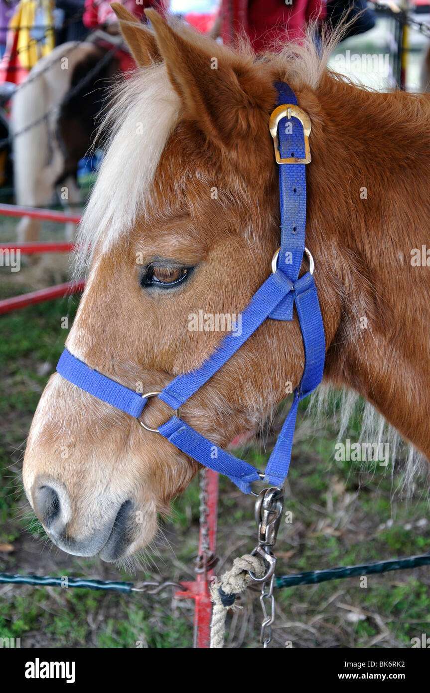 Miniature ponies pony horse hi-res stock photography and images - Alamy