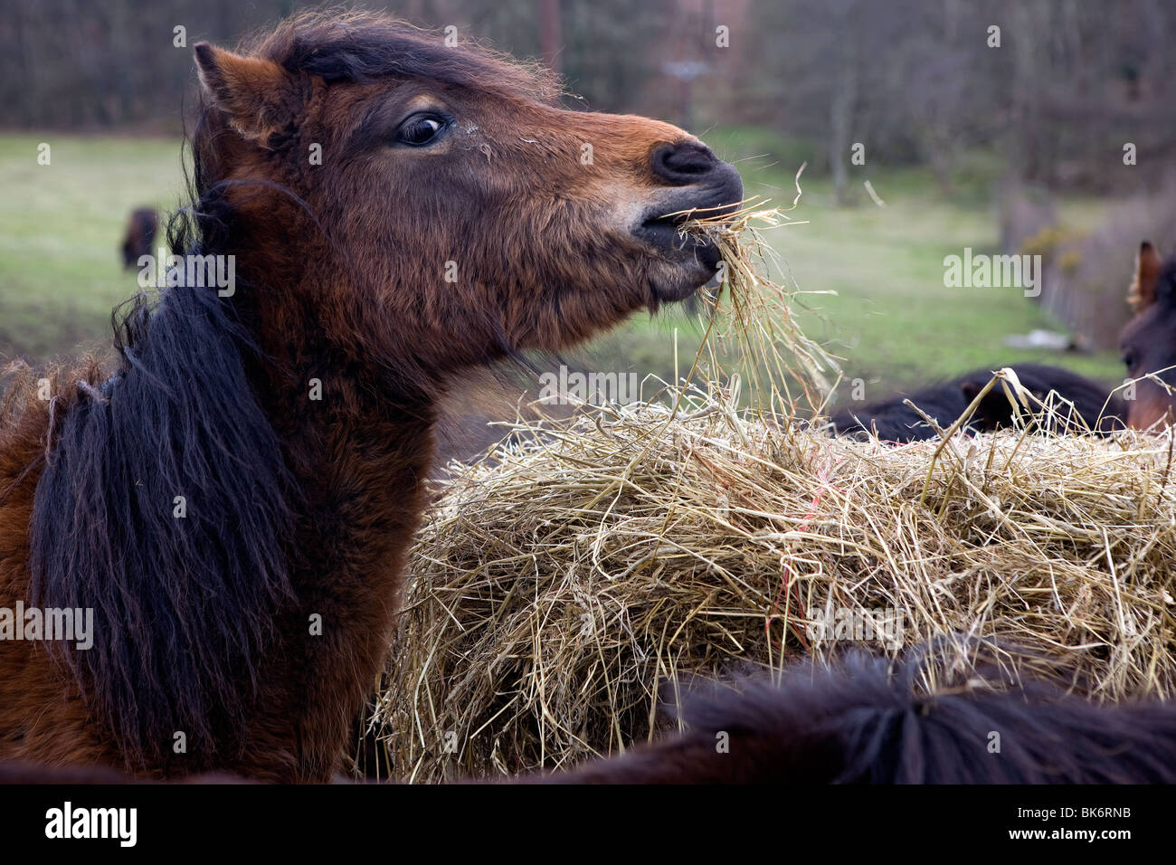 Dartmoor pony eating hay Stock Photo - Alamy