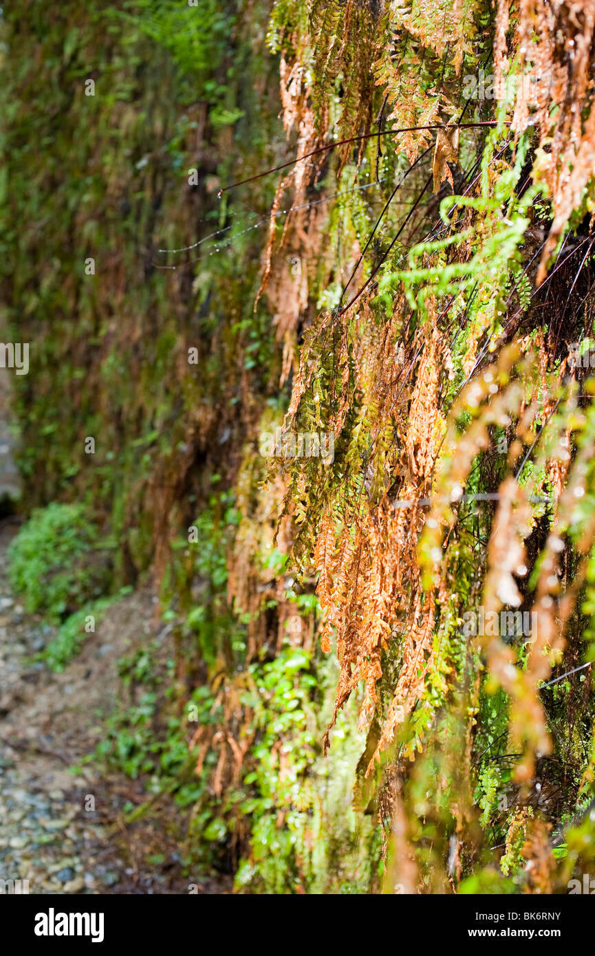 Ferns growing on the wall along the Fern Trail in Oregon Stock Photo ...