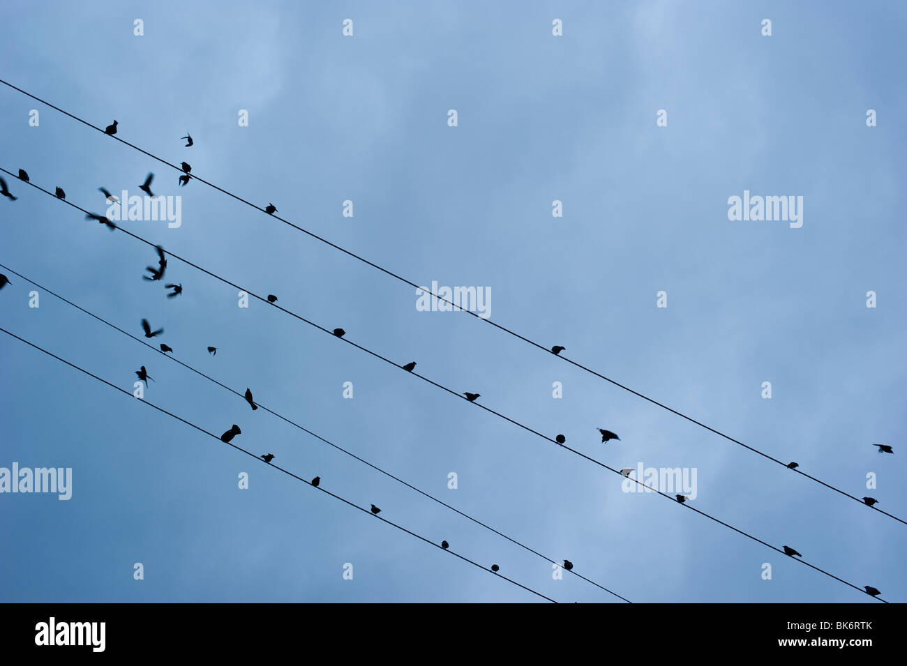 Birds sitting on electricity wires Stock Photo - Alamy