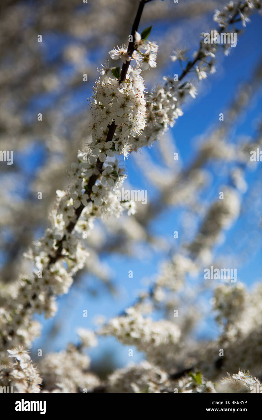Delicate branches of wild cherry flowers hi-res stock photography and ...