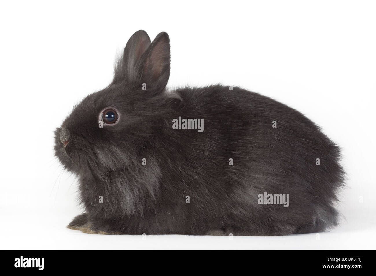 Black bunny ears hi-res stock photography and images - Alamy