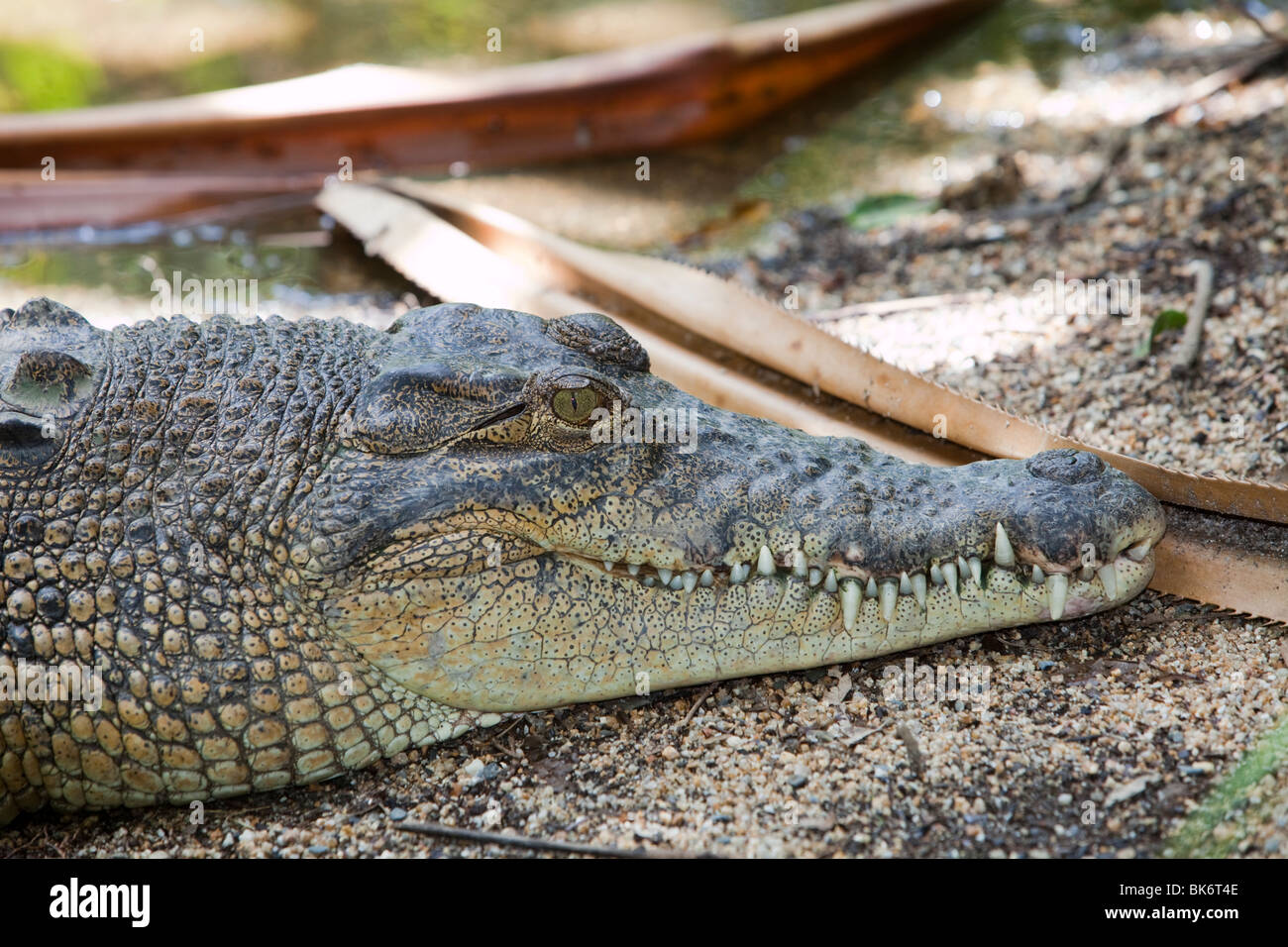 Crocodile jaws hi-res stock photography and images - Alamy