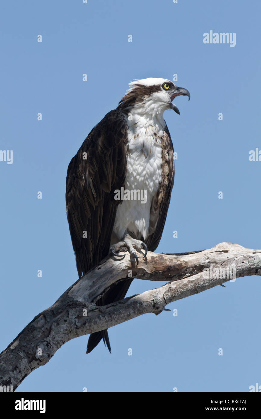 Osprey perch distress call hi-res stock photography and images - Alamy