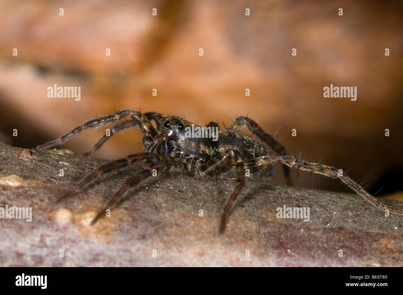 a wolf spider Pardosa Amentata, in a garden in the UK Stock Photo - Alamy