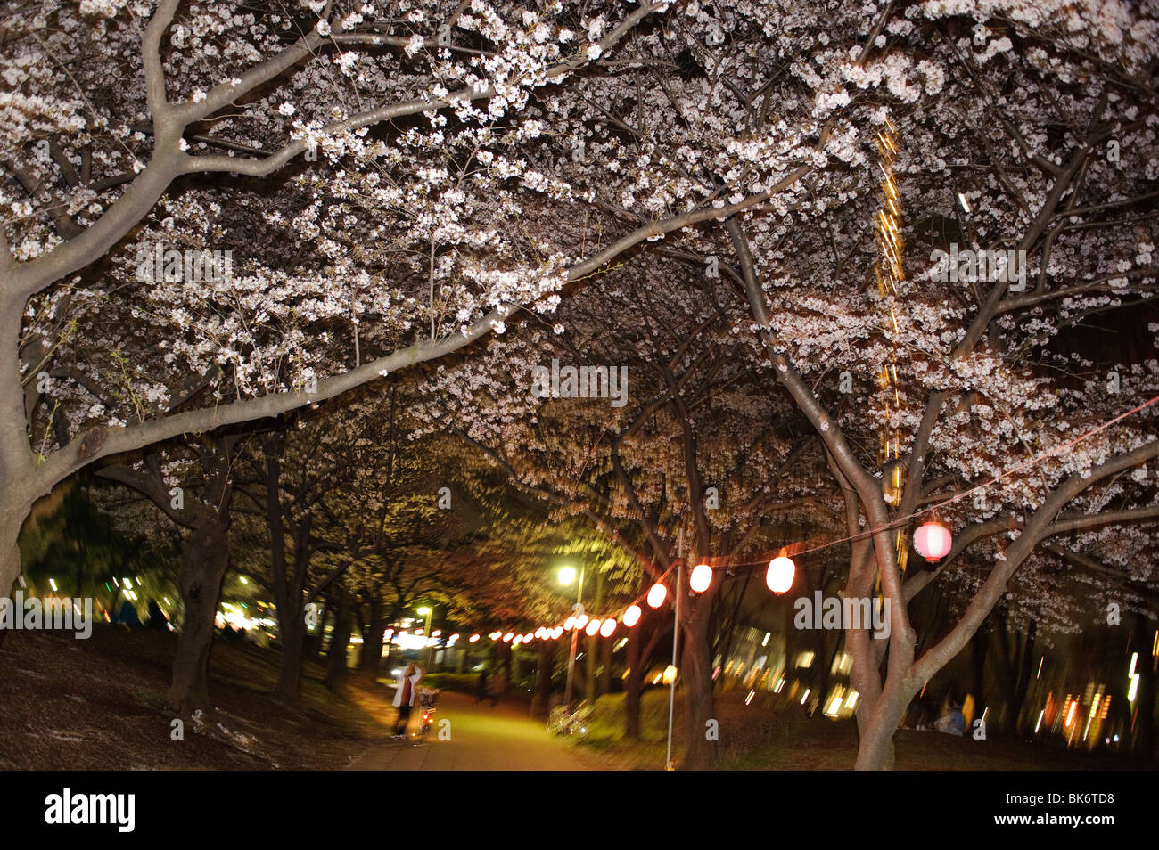 Night hanami, Ukima park, Tokyo, Japan, April 6, 2010 Stock Photo - Alamy
