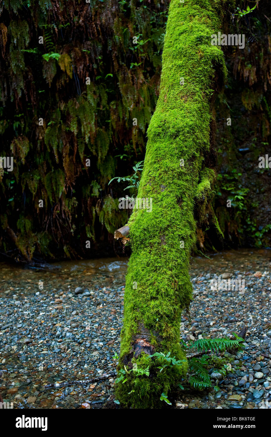 Log covered in moss leaning against the wall along the Fern Trail in ...