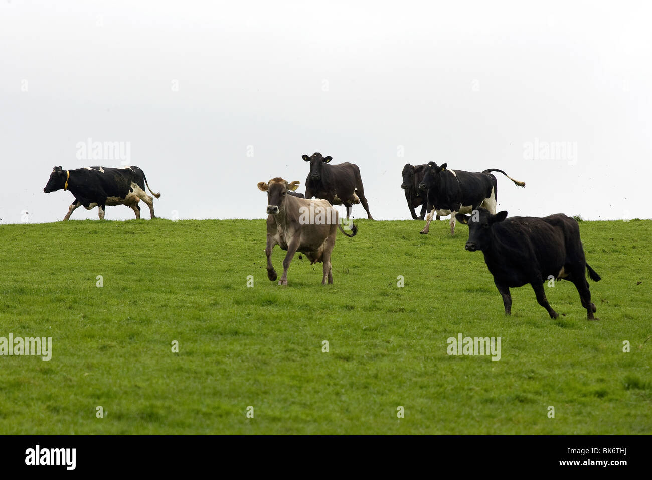 Running with cows hi-res stock photography and images - Alamy