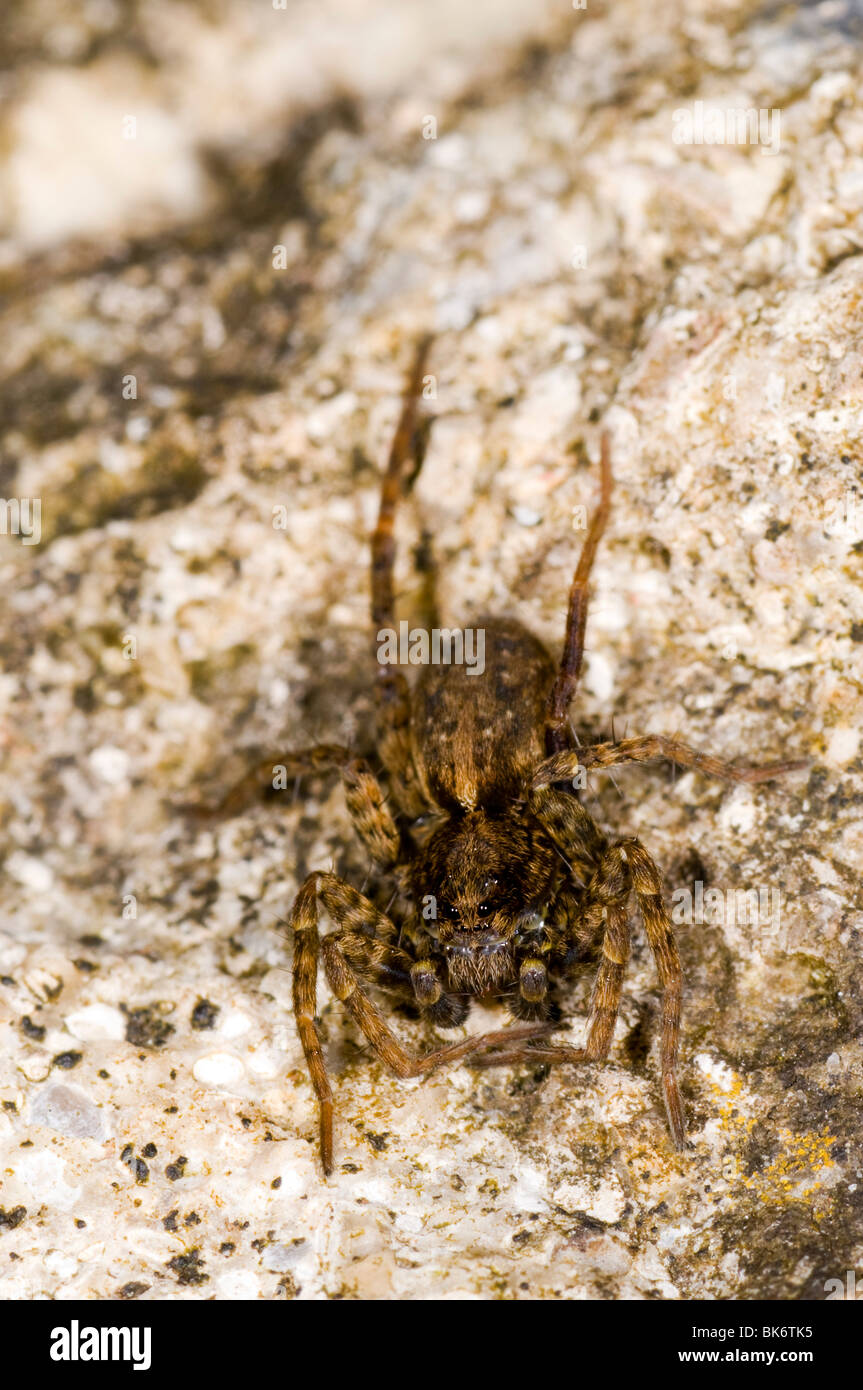 a wolf spider Pardosa Amentata, in a garden in the UK Stock Photo - Alamy