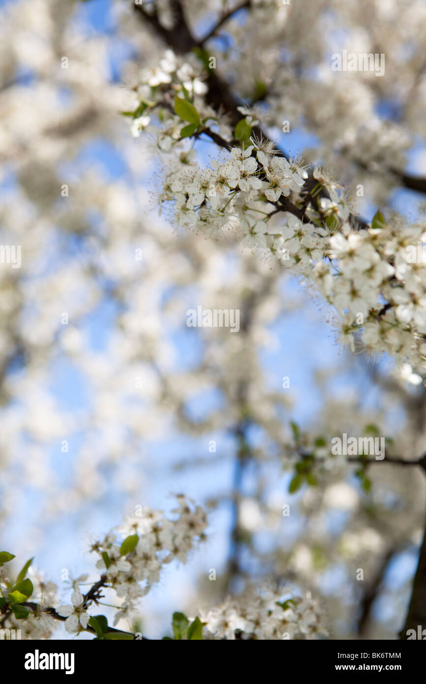 Growing cherry tree hi-res stock photography and images - Alamy
