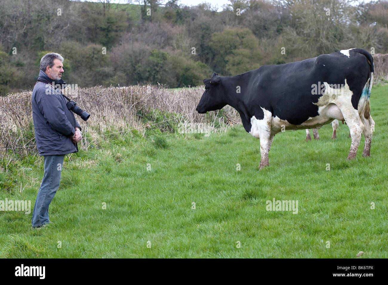 Man cow hi-res stock photography and images - Alamy