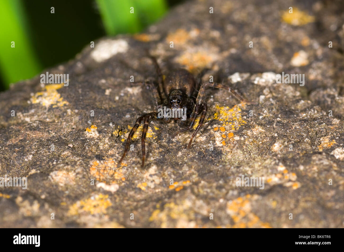 a wolf spider Pardosa Amentata, in a garden in the UK Stock Photo - Alamy