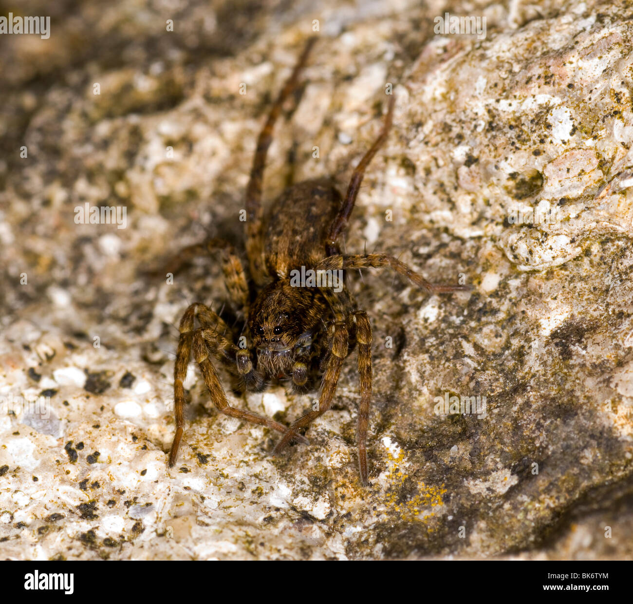 Pardosa Spp High Resolution Stock Photography and Images - Alamy