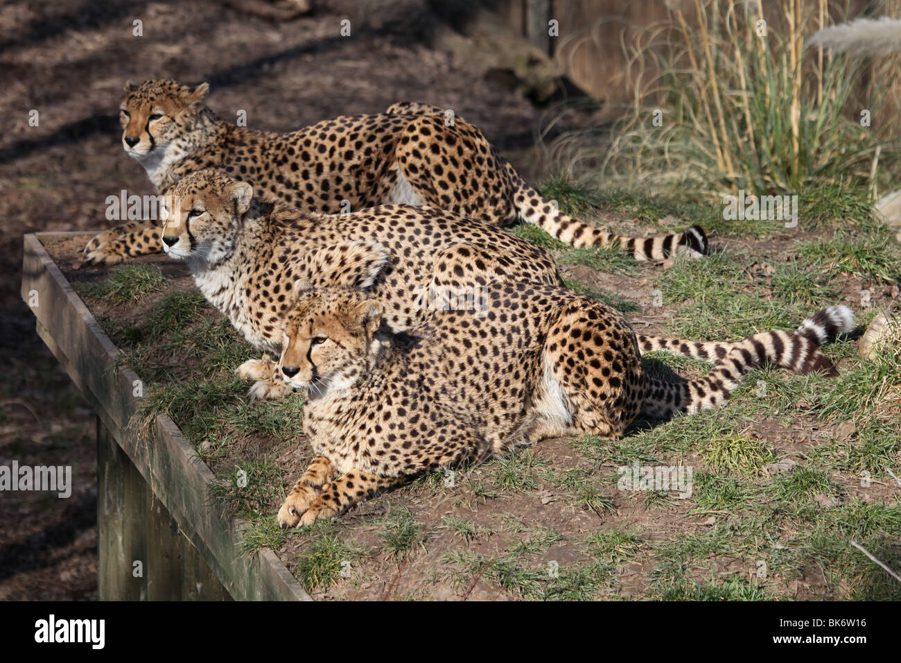 Chester zoo england hi-res stock photography and images - Alamy
