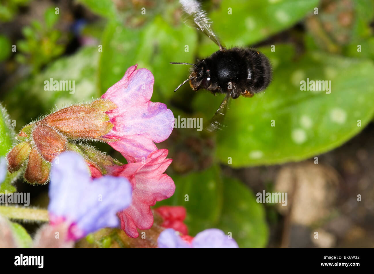 hairy footed flower bee Anthophora plumipes. Female, in flight ...