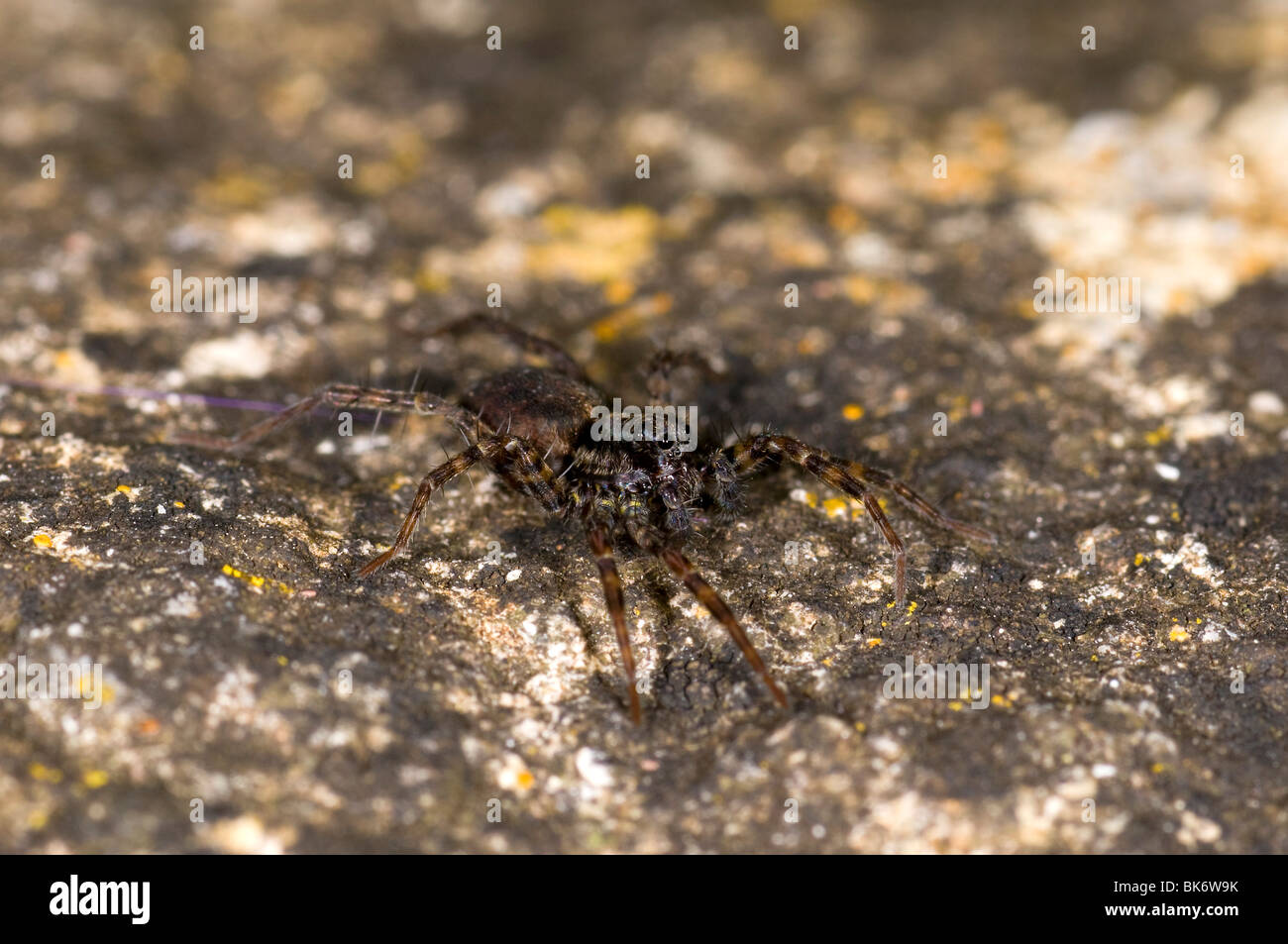 a wolf spider Pardosa Amentata, in a garden in the UK Stock Photo - Alamy