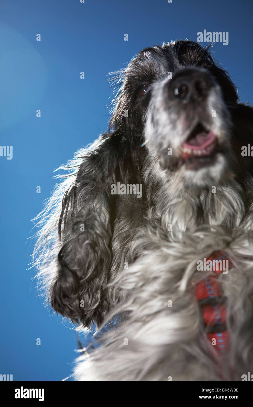 Portrait of a cocker spaniel blue roan Stock Photo - Alamy