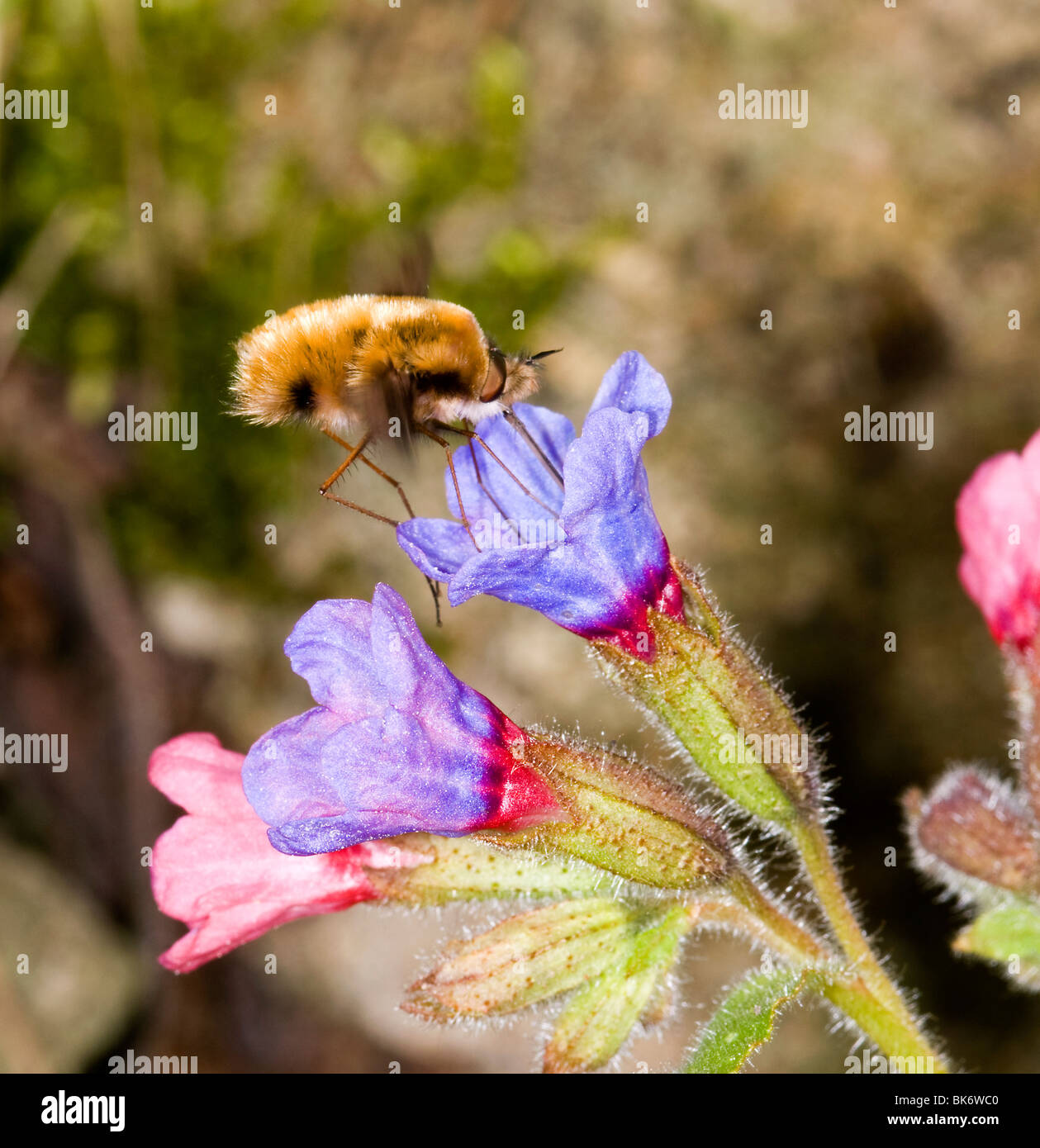 Major bee-fly (Bombylius major) sucking nectar from a pulmonaria flower ...