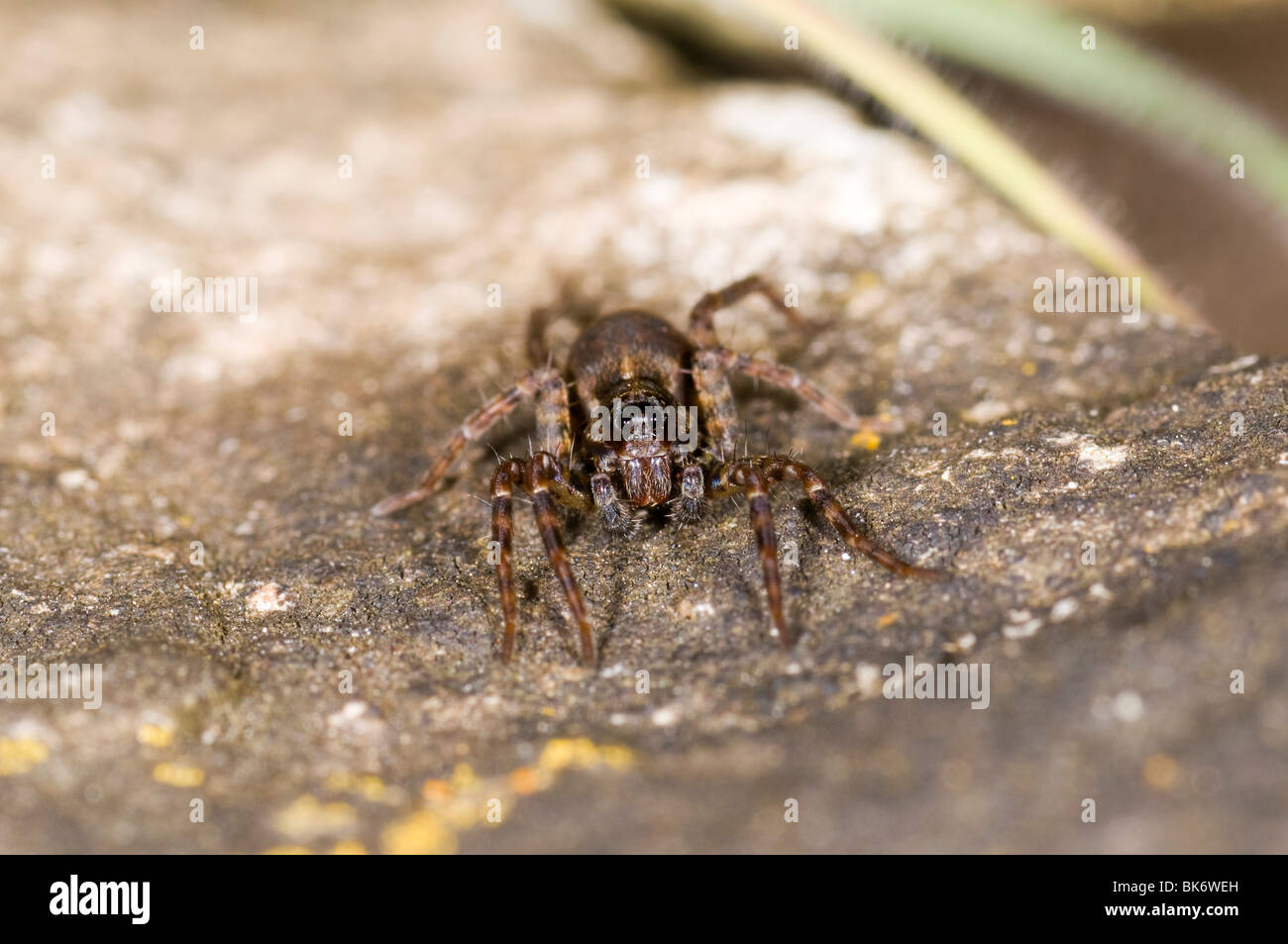 a wolf spider Pardosa Amentata, in a garden in the UK Stock Photo - Alamy