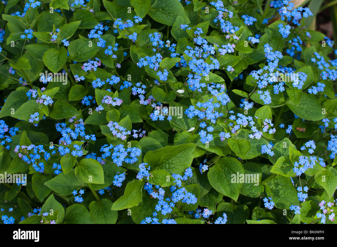 Siberian Bugloss Stock Photo - Alamy