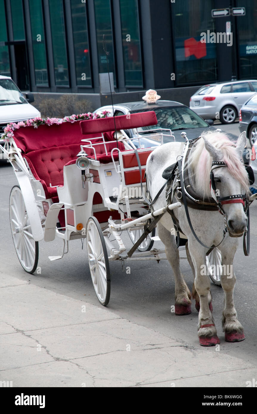Classic horse-drawn carriage in old Montreal, Canada Stock Photo - Alamy