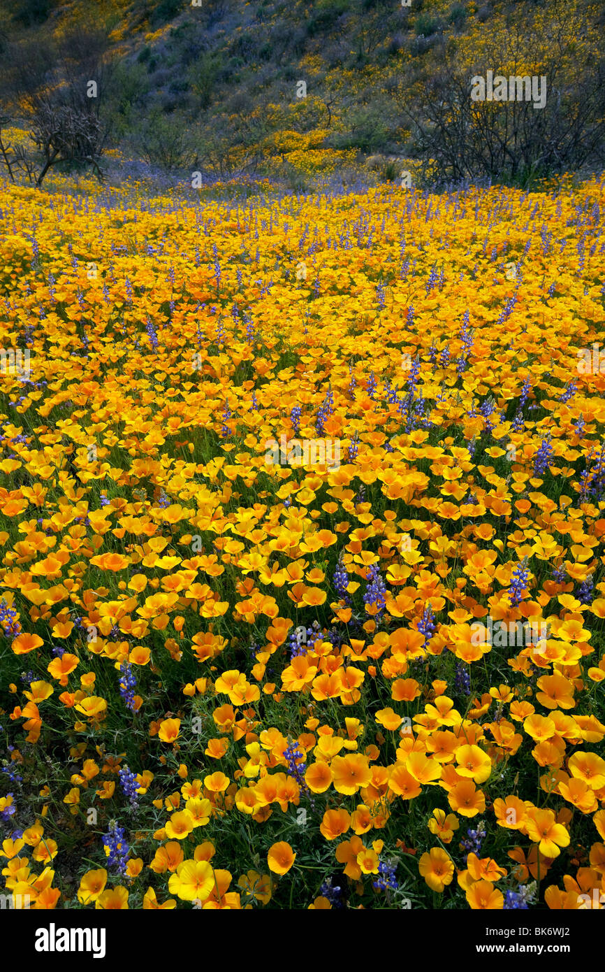 Arizona wildflowers hi-res stock photography and images - Alamy