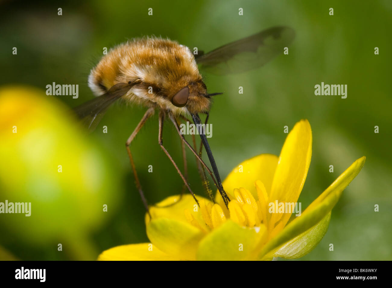 Major bee-fly (Bombylius major) feeding on a lesser celandine flower ...