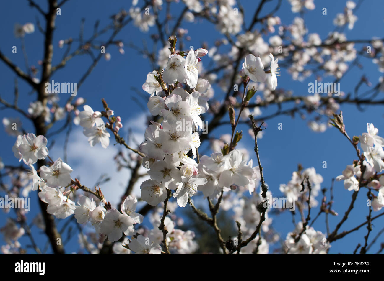 Prunus incisa the bride hi-res stock photography and images - Alamy