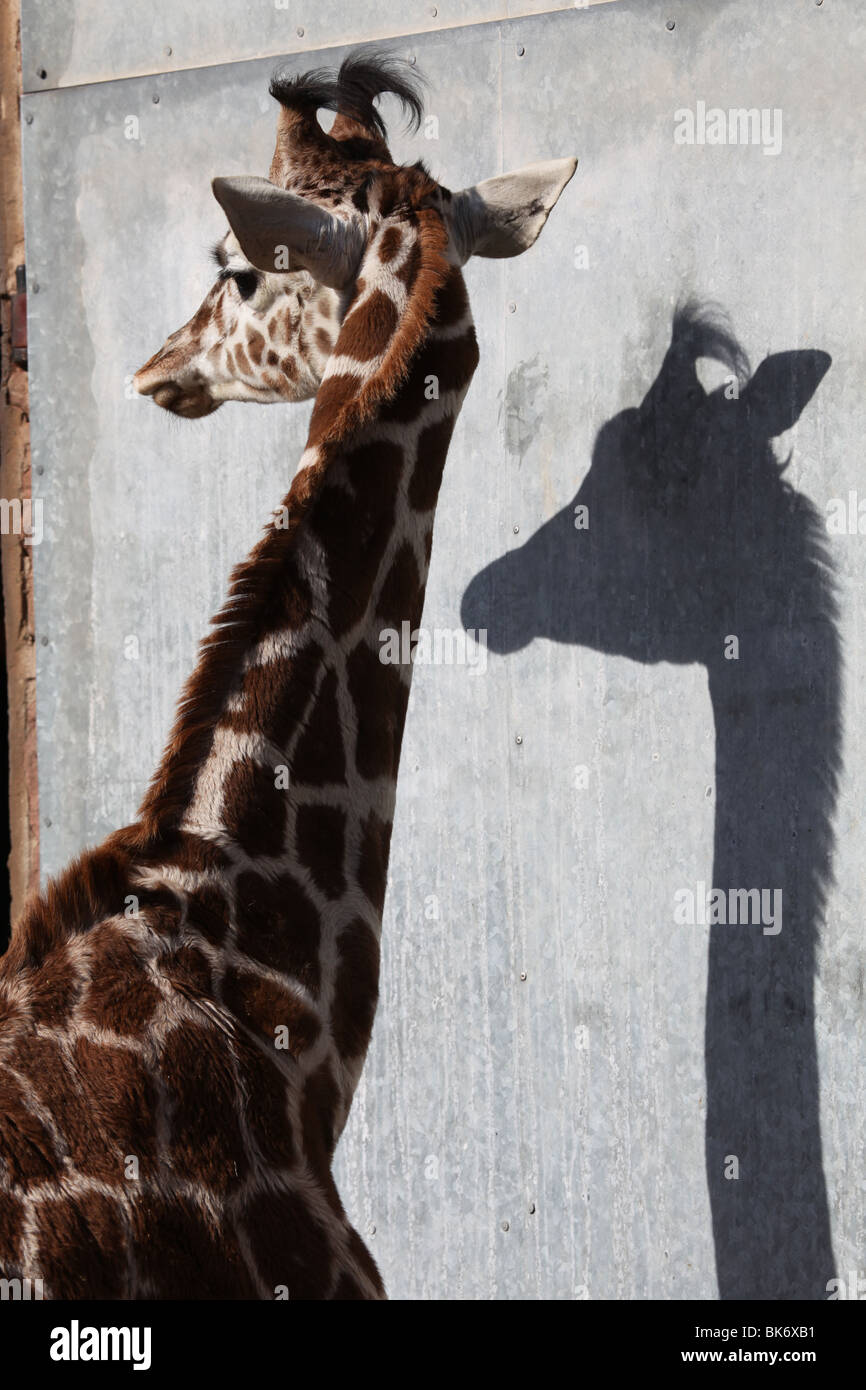 Giraffe and shadow at Chester Zoo, Cheshire Stock Photo - Alamy