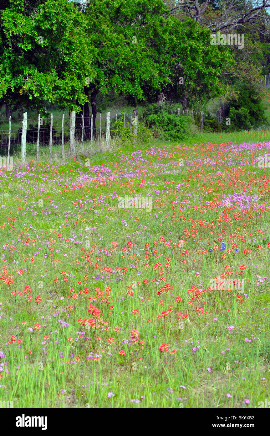 Texas wild flowers Stock Photo - Alamy