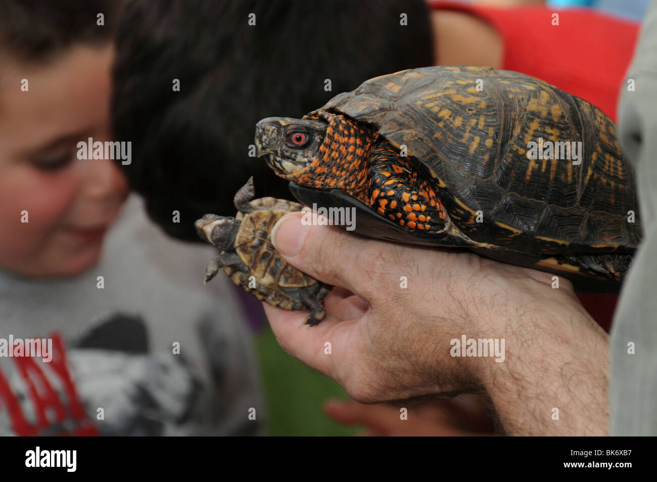 Box turtle hi-res stock photography and images - Alamy