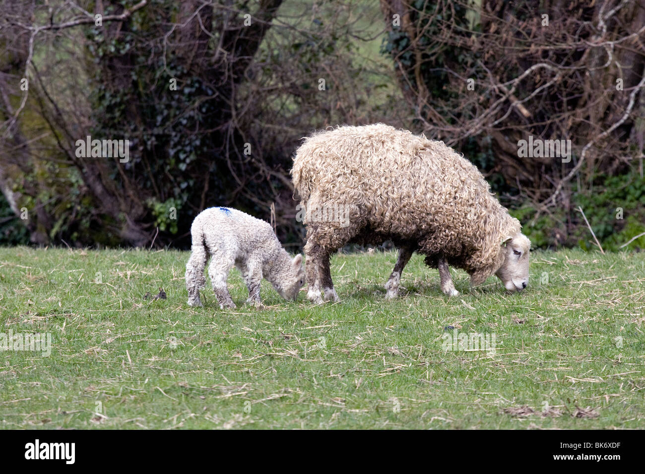 Sheep grazing in devon spring hi-res stock photography and images - Alamy