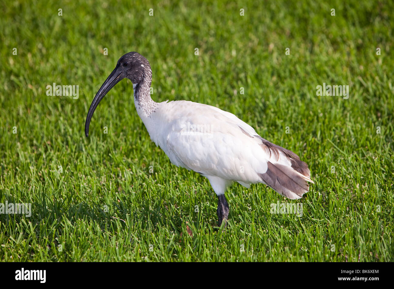 Ibis bird sydney australia hi-res stock photography and images - Alamy