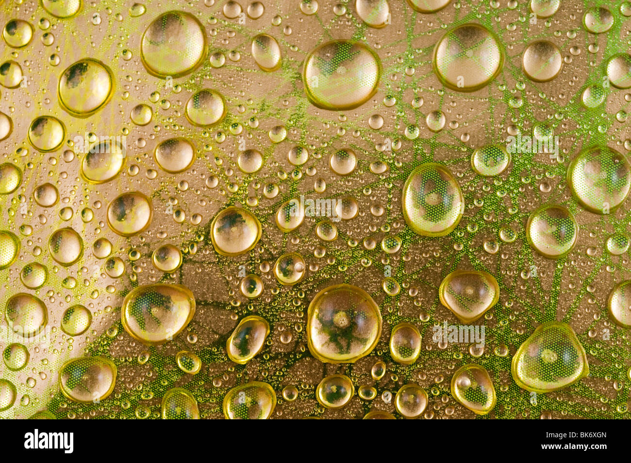 Close-up Photo of Water Drops Stock Photo - Alamy