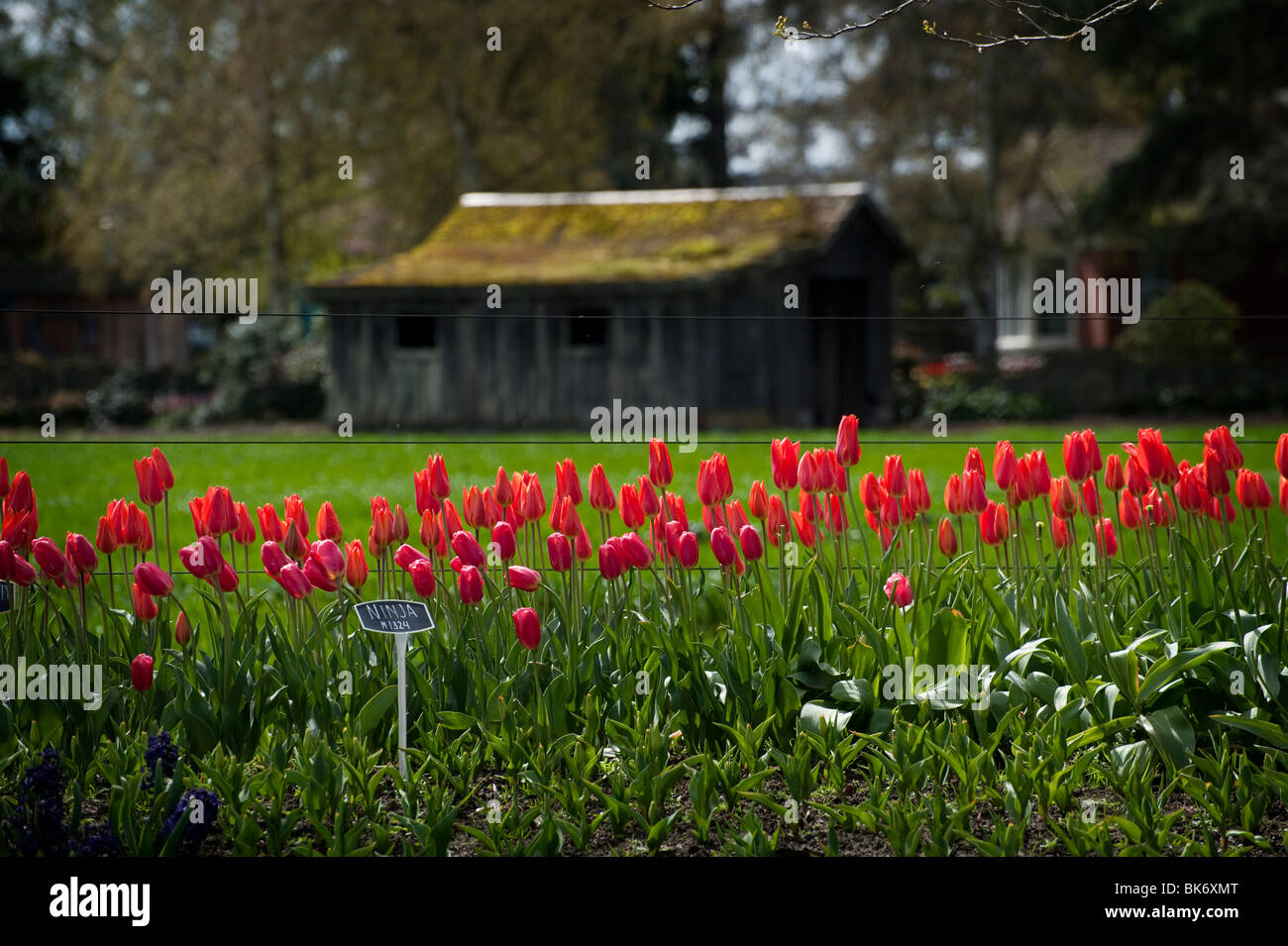 At the RoozenGaarde tulip fields, in the Skagit Valley, the flowers are ...