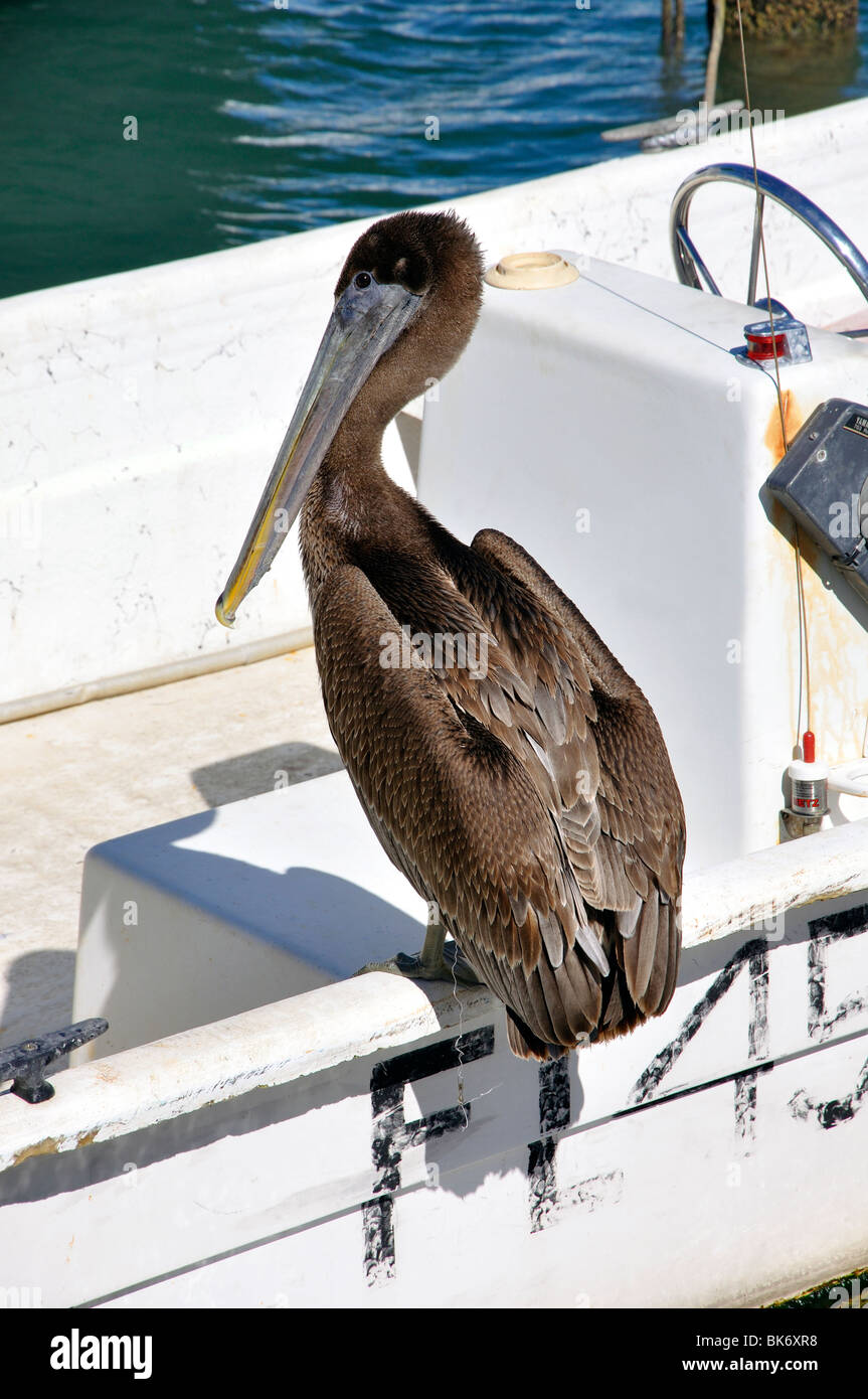 Pelecan High Resolution Stock Photography and Images - Alamy