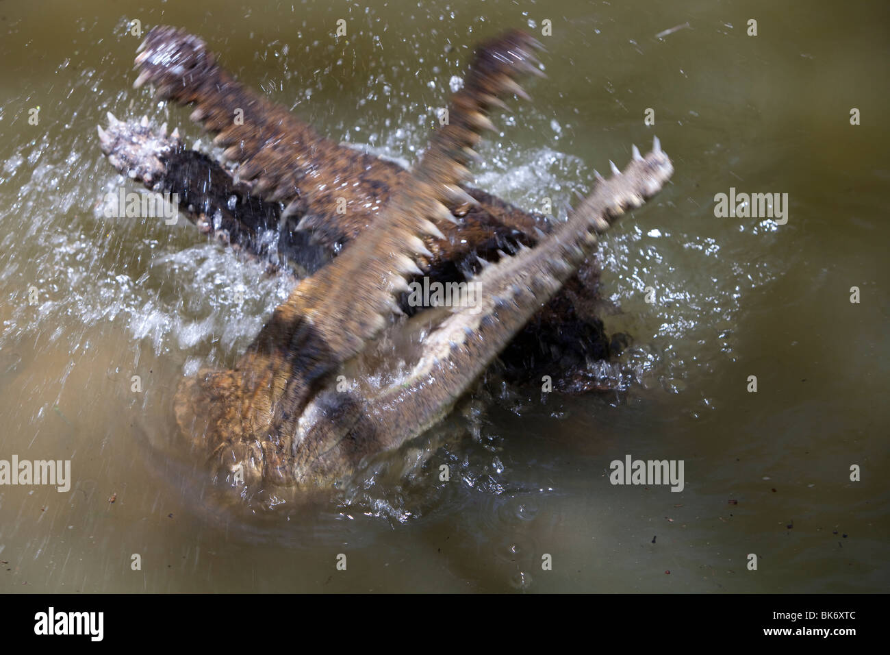 Snapping crocodiles hi-res stock photography and images - Alamy