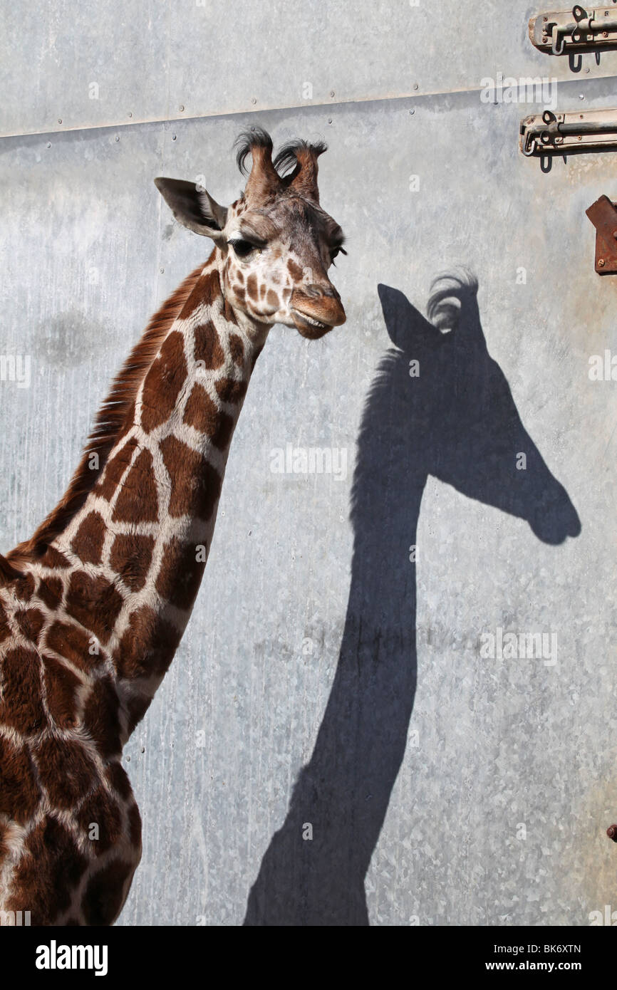 Giraffe and shadow at Chester Zoo, Cheshire Stock Photo - Alamy