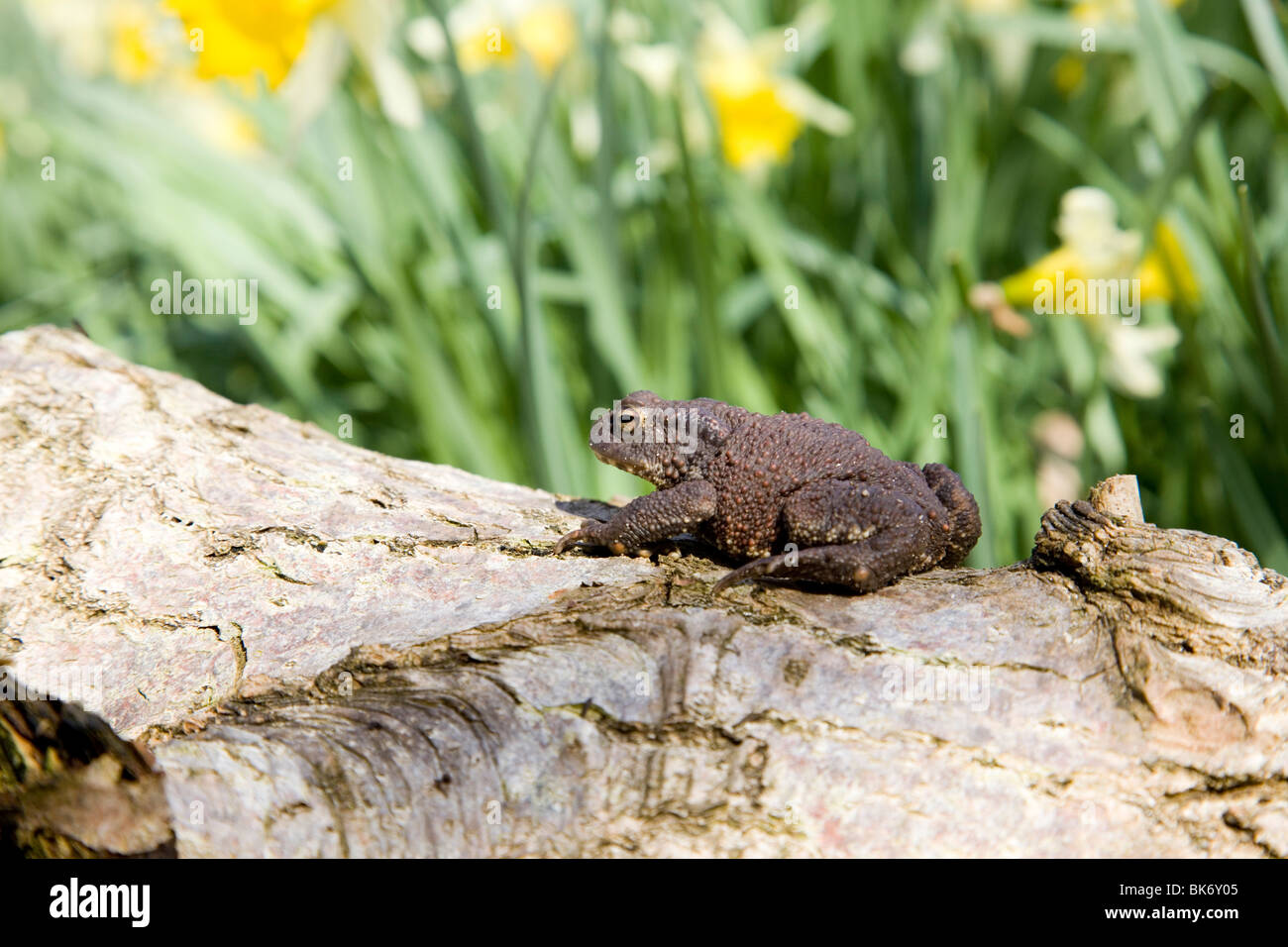Common toad conservation hi-res stock photography and images - Alamy
