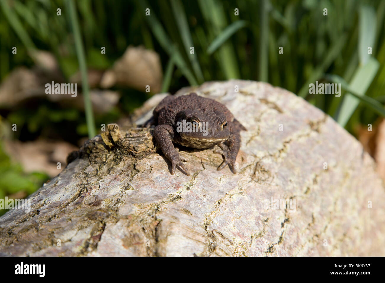 Toad in spring with daffodil background Stock Photo - Alamy