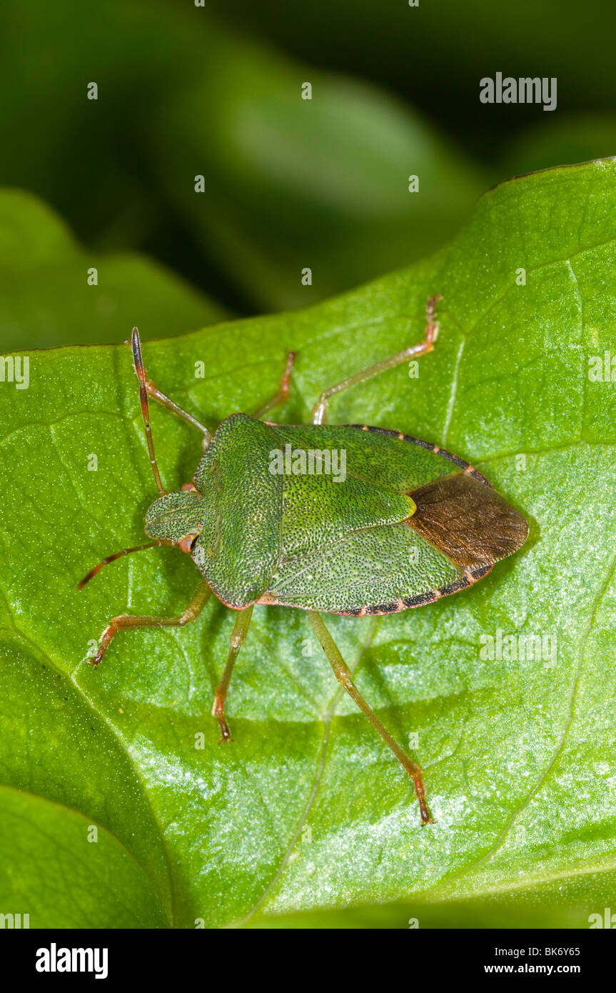 Order heteroptera hi-res stock photography and images - Alamy